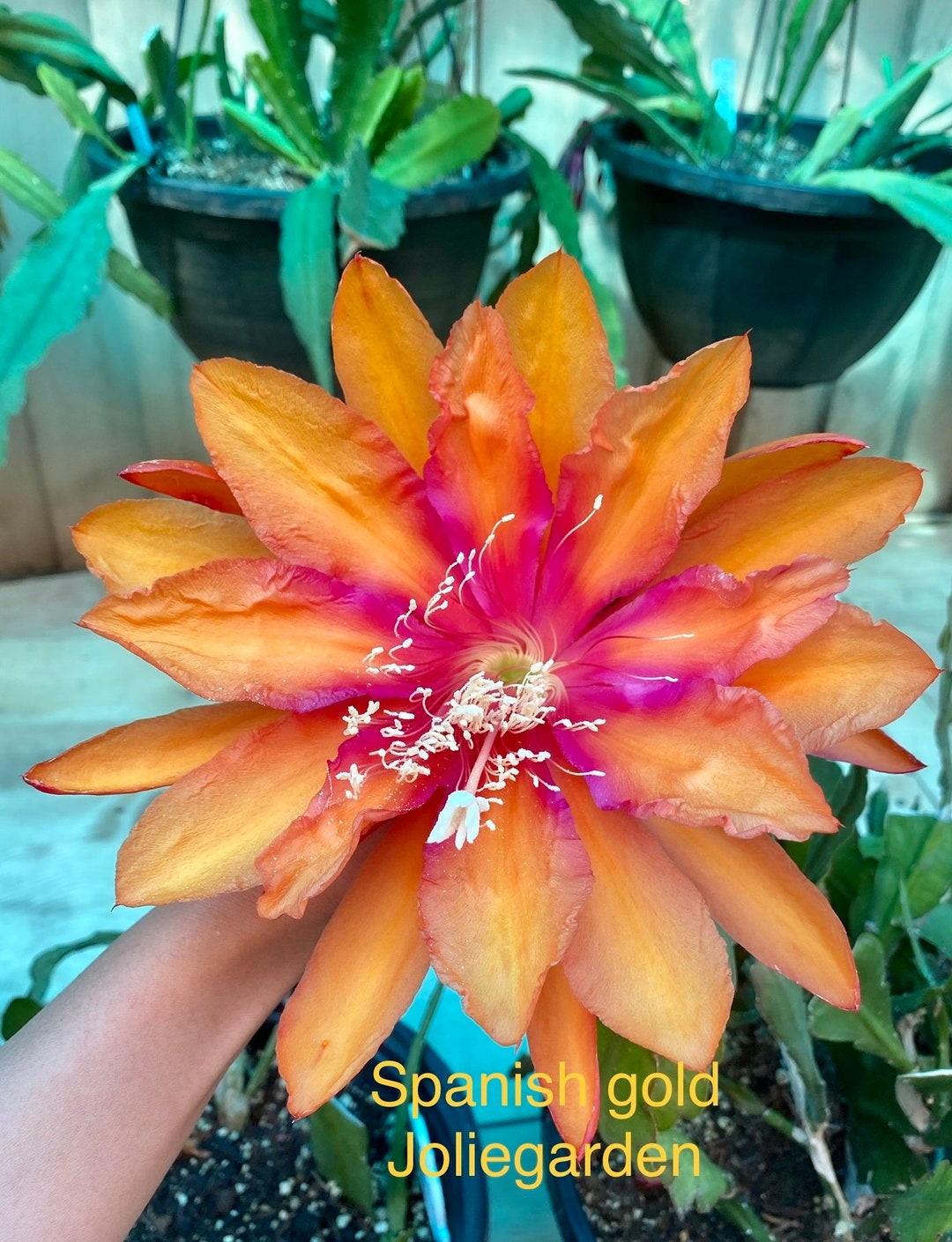 Epiphyllum "spanish Gold" Cutting for Sale - Etsy