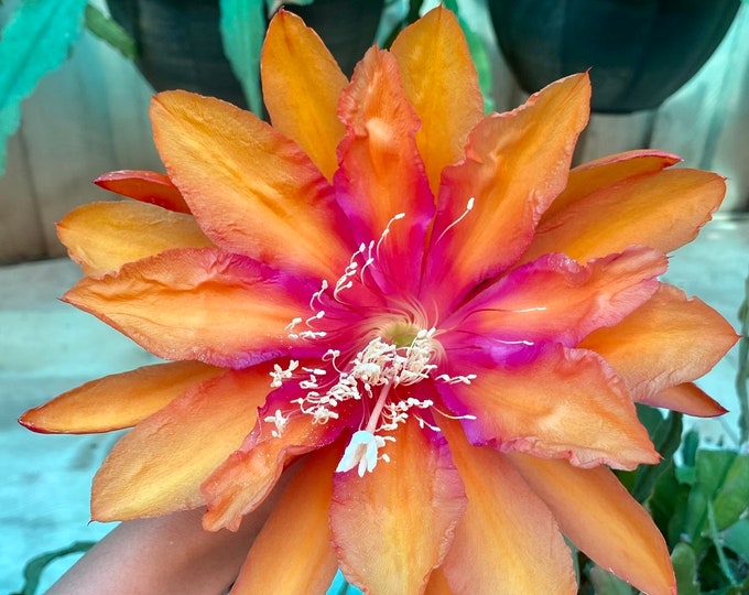 Epiphyllum "spanish Gold" Cutting for Sale - Etsy