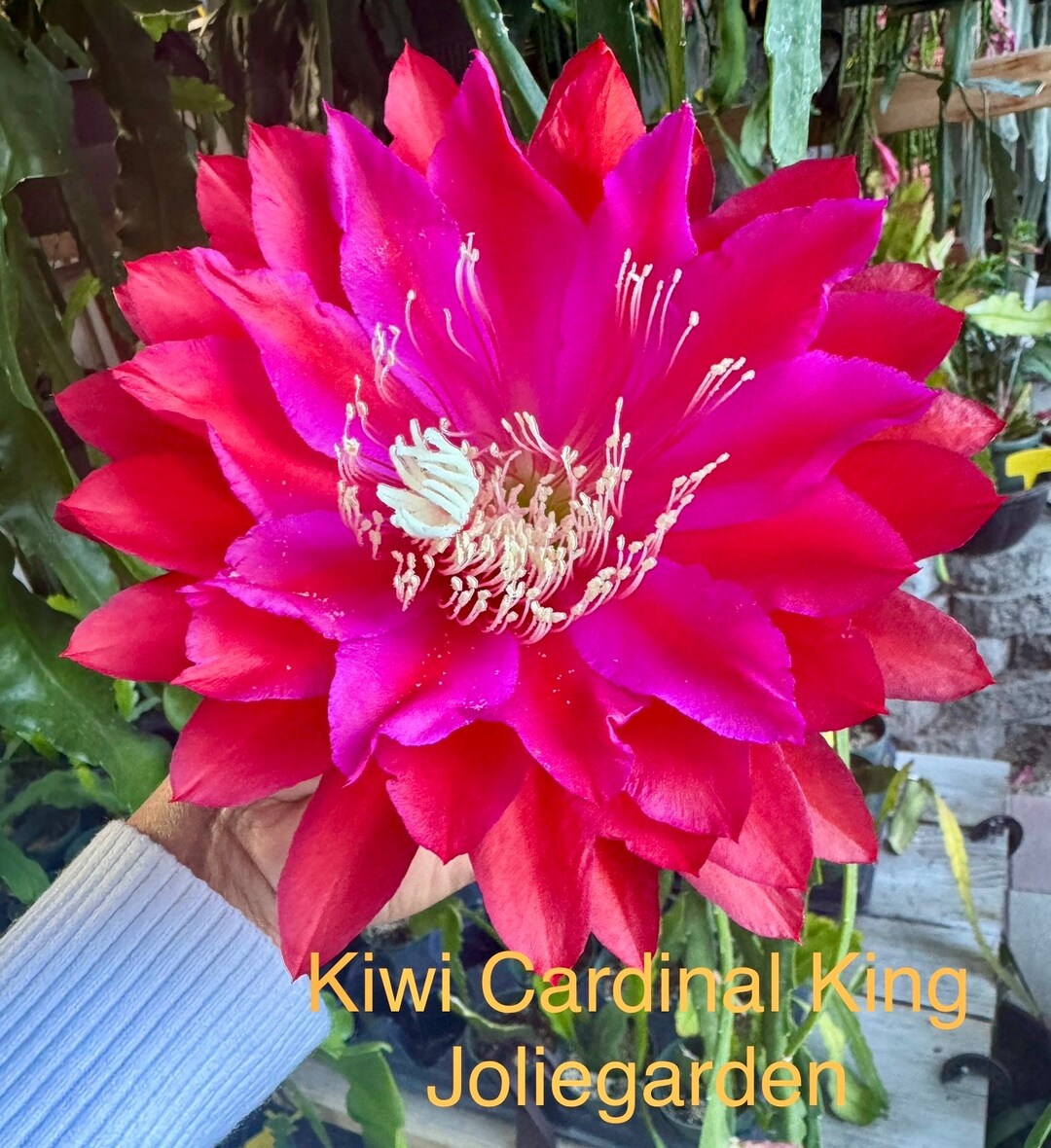 Epiphyllum “kiwi Cardinal King” Cutting for Saoe - Etsy