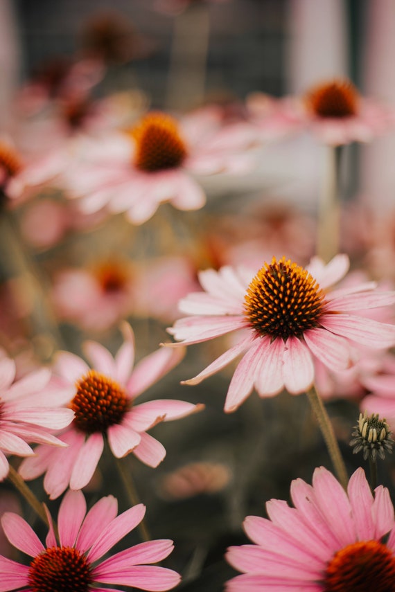 Printable Flower Art Downloadable Photography Print Still - Etsy