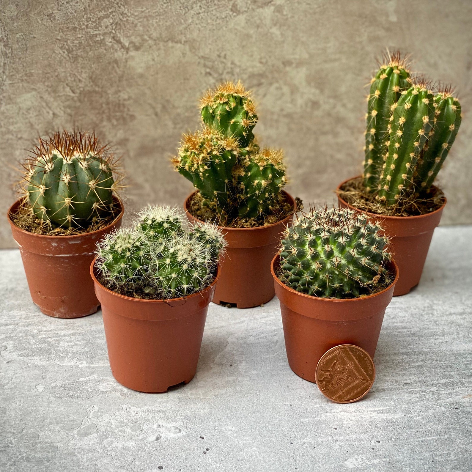 X3 Mini Cactus Favor Wedding centrepiece Mini Cactus Mini | Etsy