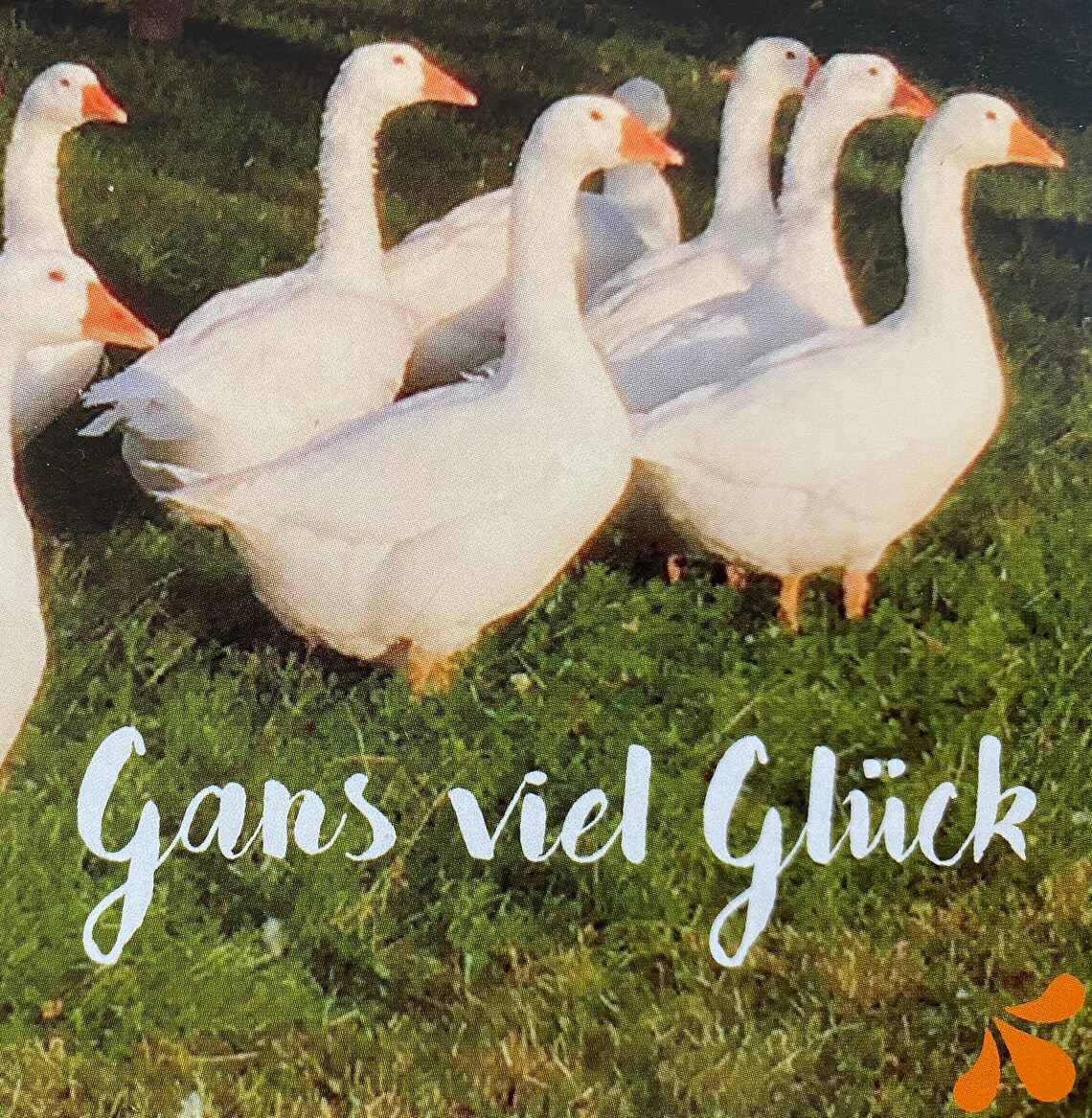 Postcard GOOSE GOOD LUCK - Etsy