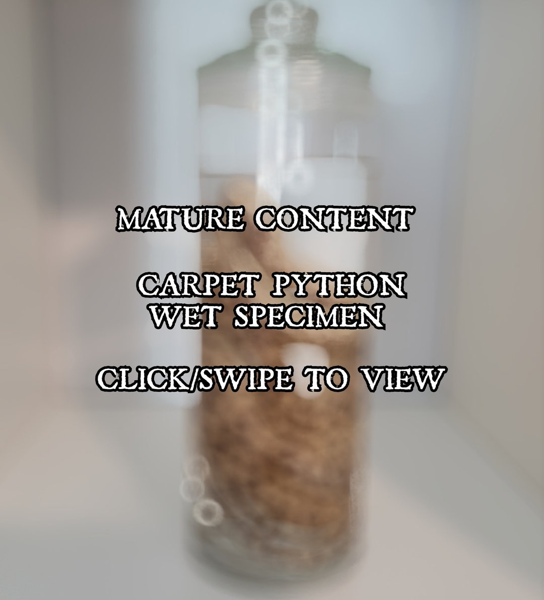 Carpet Python Wet Specimen - Etsy
