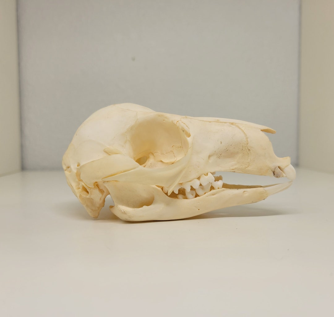 Juvenile Wallaby Skull - Etsy