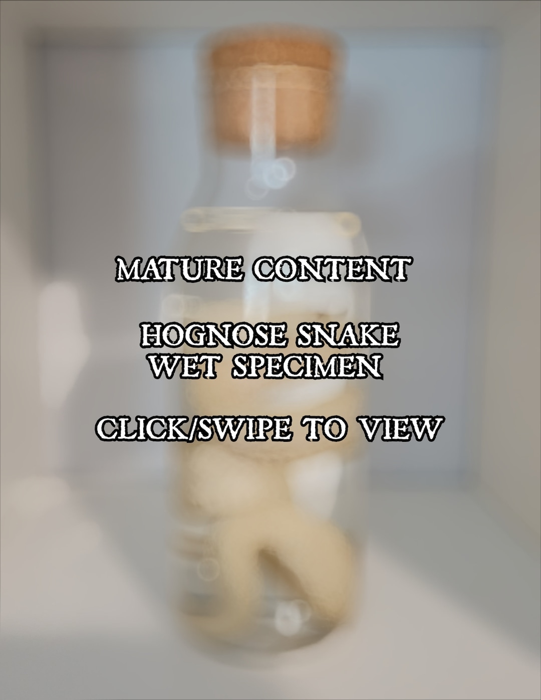 Hognose Snake Wet Specimen - Etsy