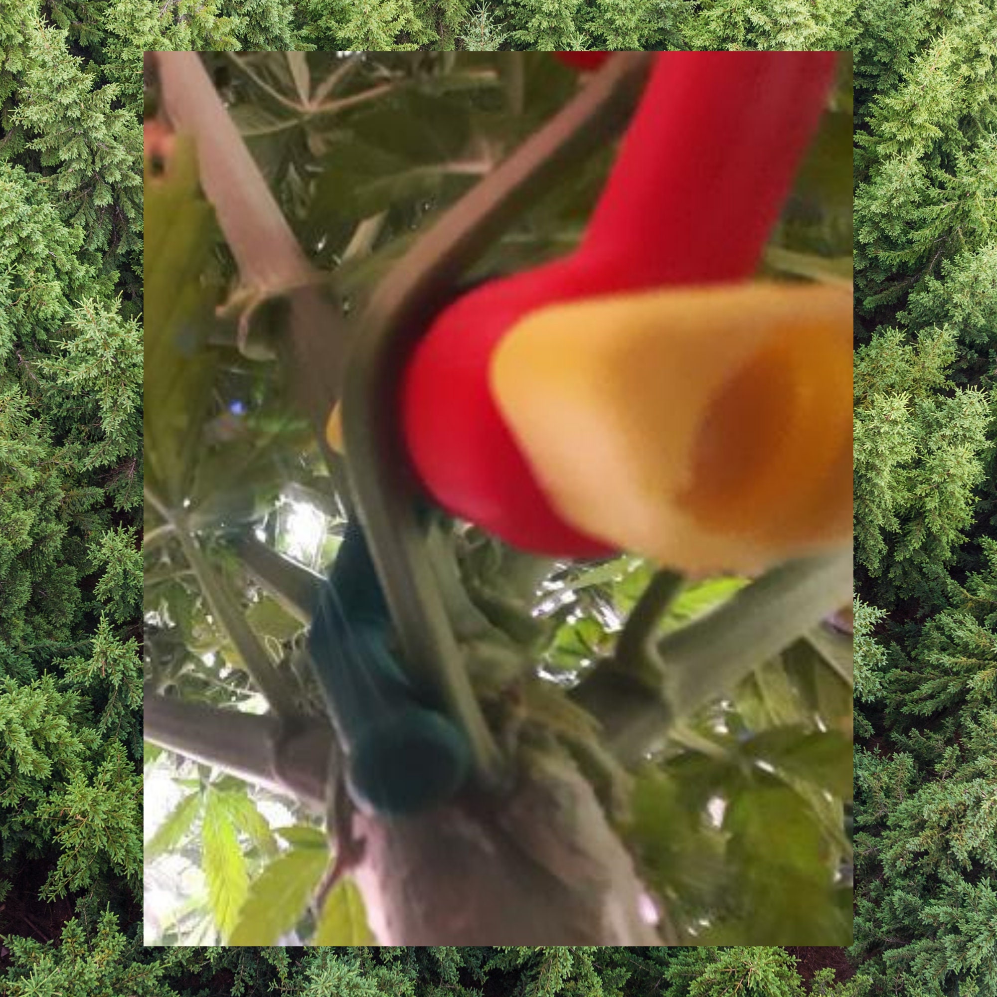 Fully Adjustable Plant Trainer LST Bender - Etsy Canada