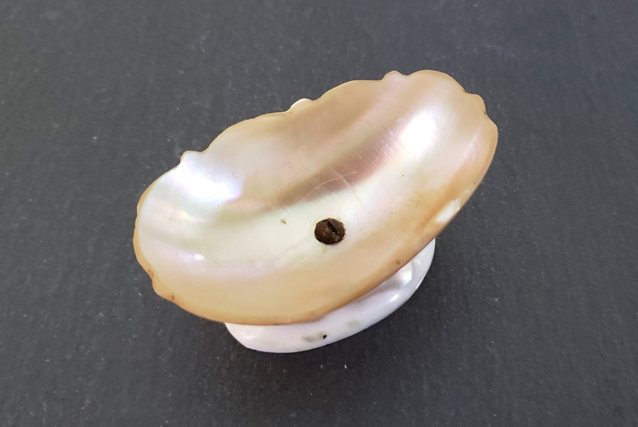 Antique Carved Turbo Shell Footed Dish - Etsy UK