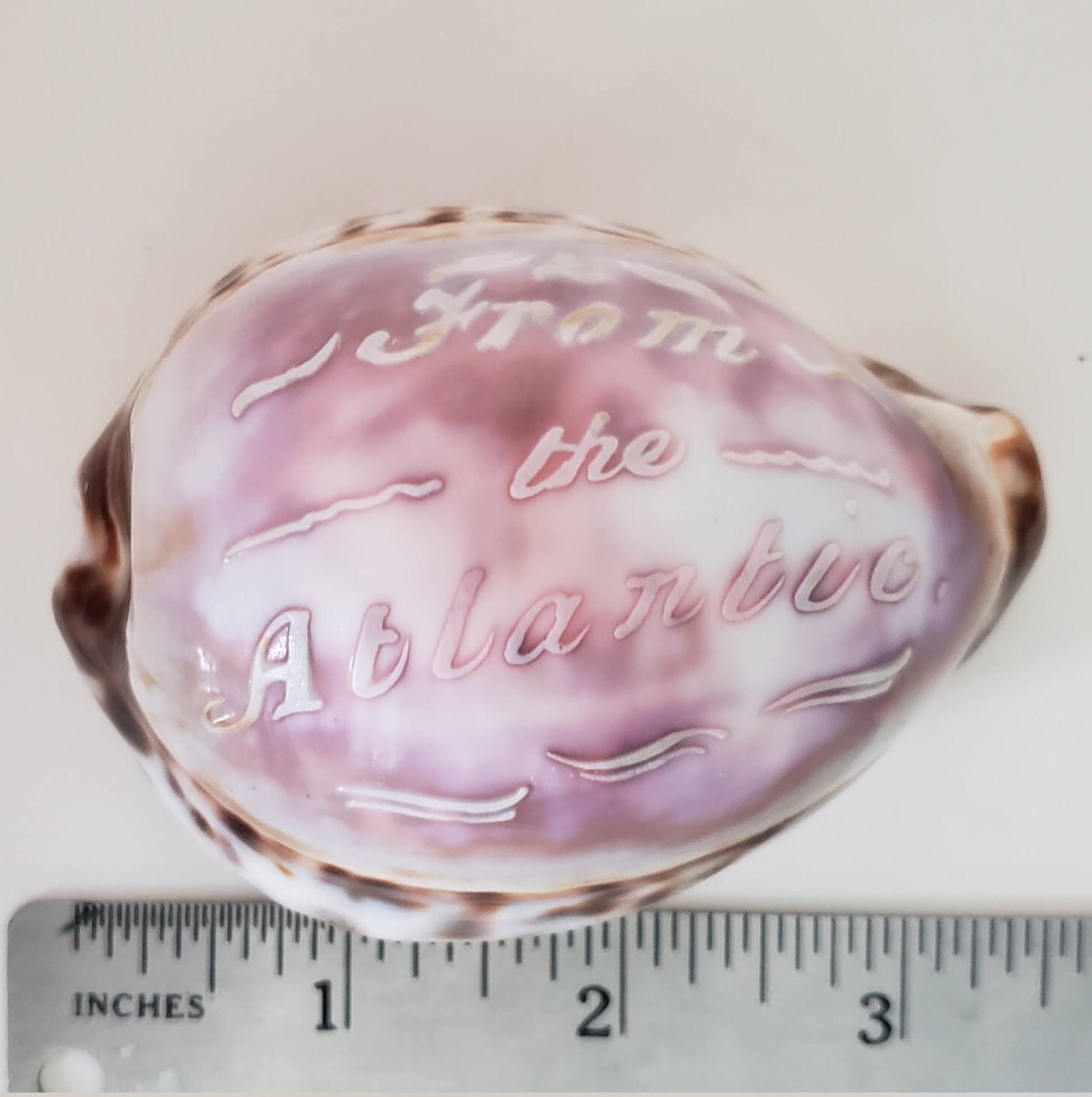 Antique Carved Tiger Cowrie Shell From the Atlantic - Etsy
