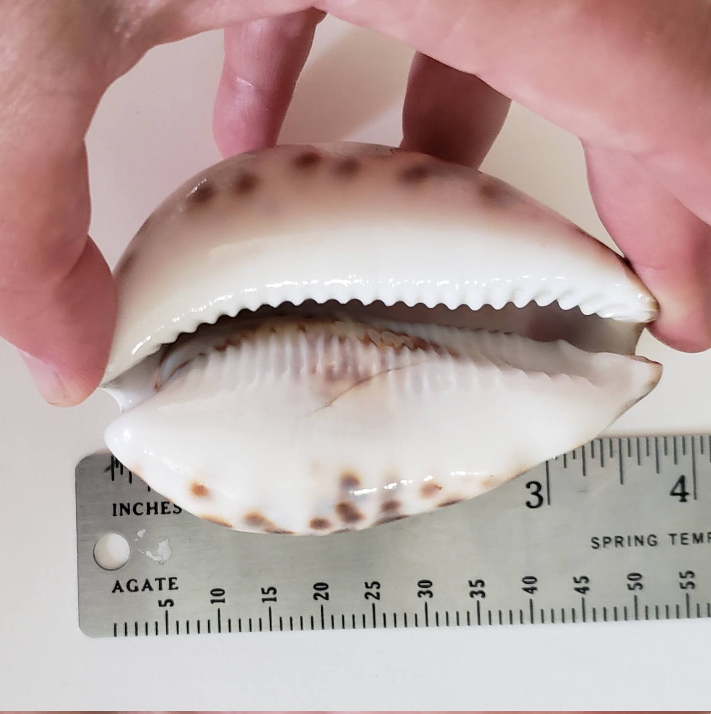 Antique Carved Tiger Cowrie Shell From the Atlantic - Etsy