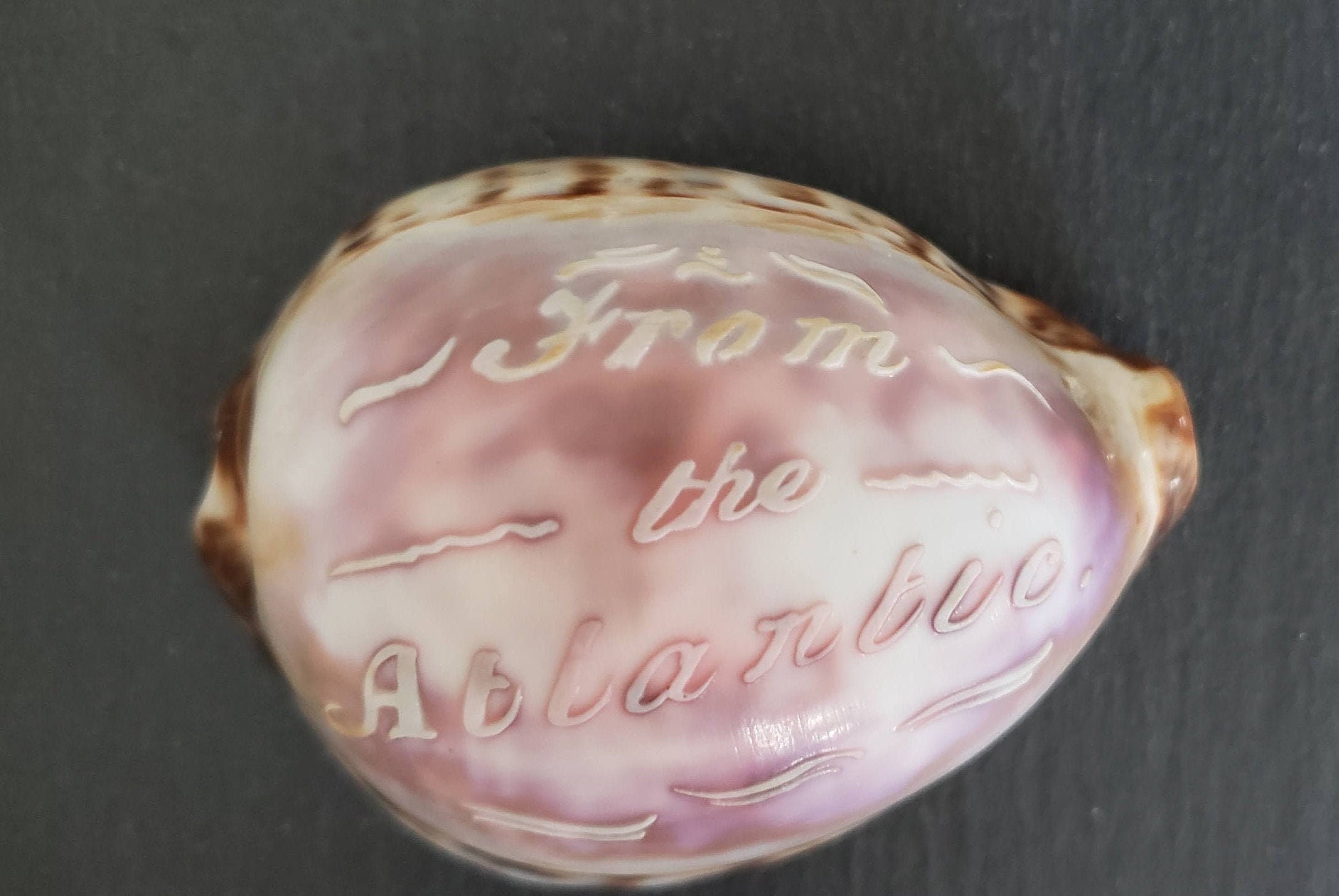 Antique Carved Tiger Cowrie Shell From the Atlantic - Etsy