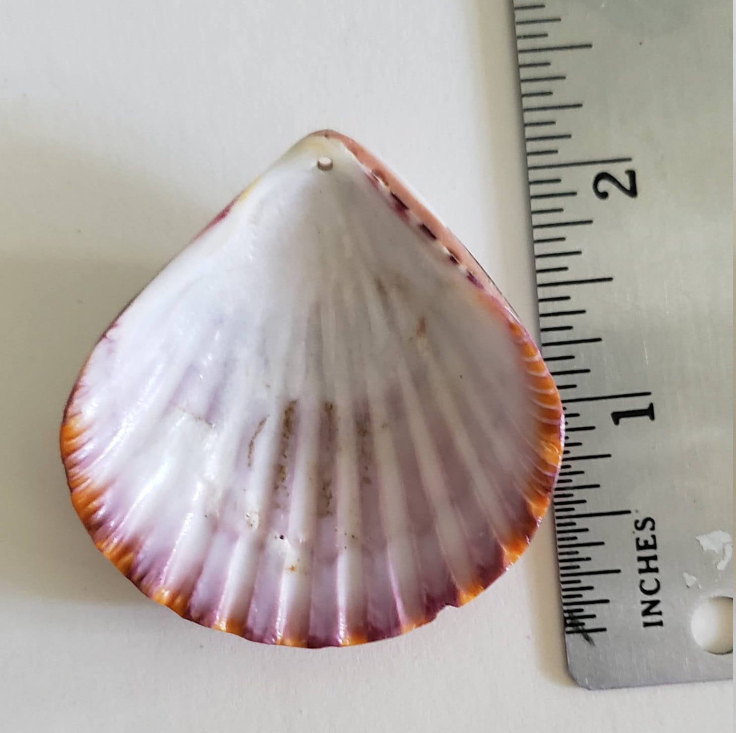 Vintage Inlaid Santo Domingo Spiny Oyster Shell Pendant - Etsy