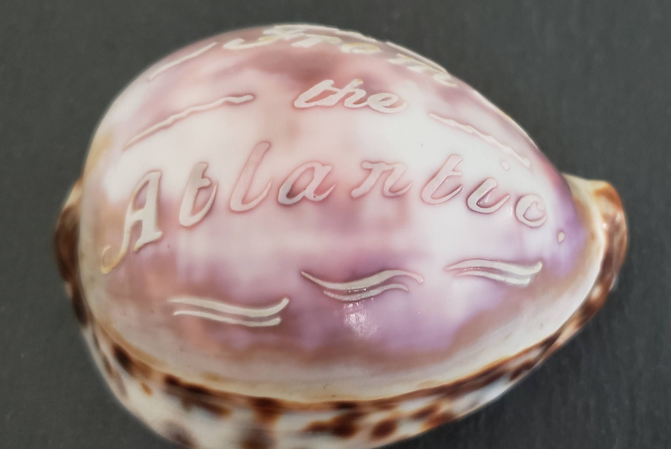 Antique Carved Tiger Cowrie Shell From the Atlantic - Etsy