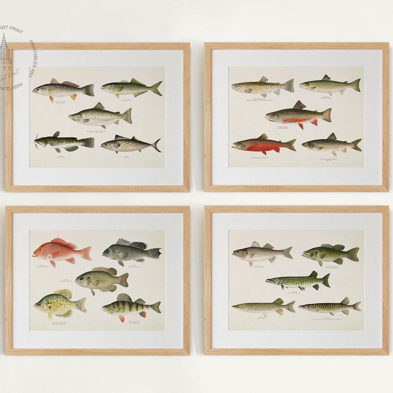 Fish Poster - Etsy