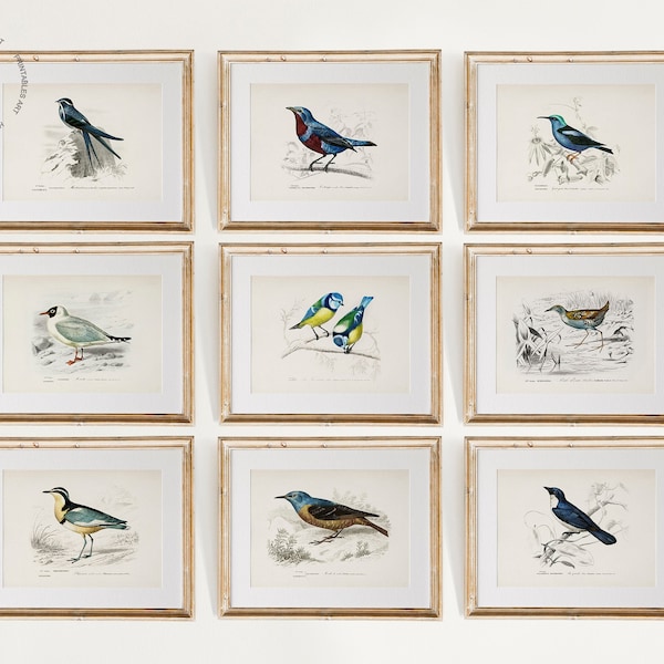 Vintage Bird Prints - Etsy