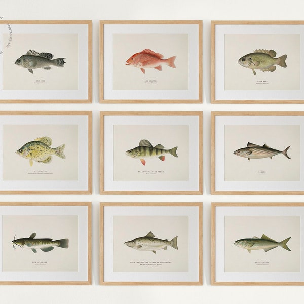 Set of 4 Vintage Fish Prints, Southern Classic Art, Trout Vintage Art ...