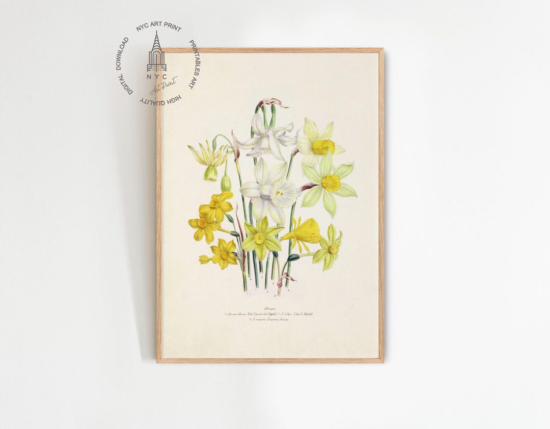 Vintage Daffodils Print, Narcissus Flower Print, Spring Botanical Print ...