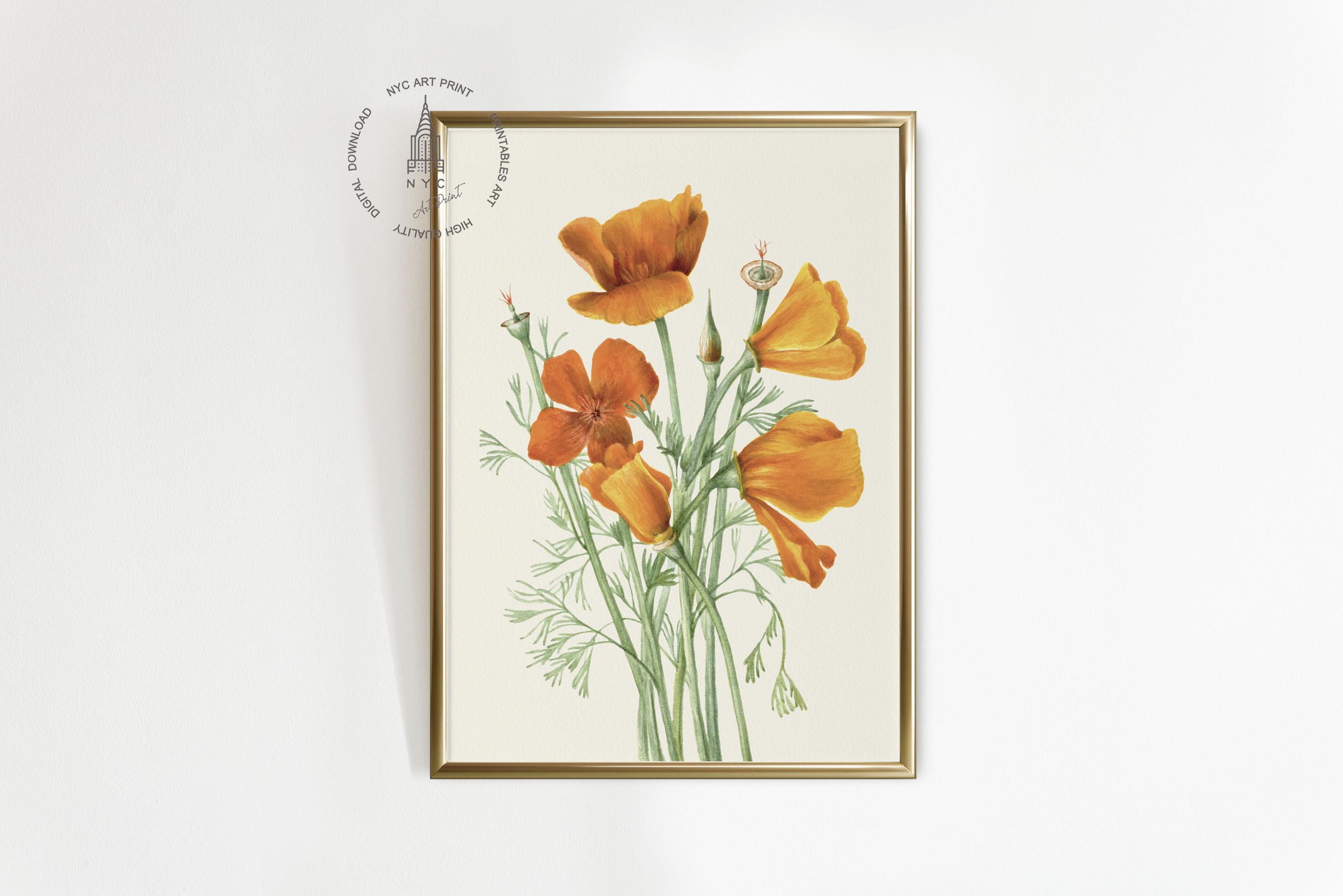 Vintage Poppy Print, California Poppy Print, Vintage Flower Painting ...