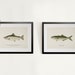 Vintage Fish Gallery Wall Set of 10, Fish Prints, Fish Painting ...
