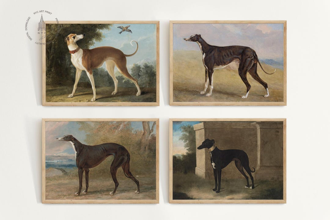 Set of 4 Vintage Greyhound Dogs Print, Vintage Greyhound Art, Antique ...