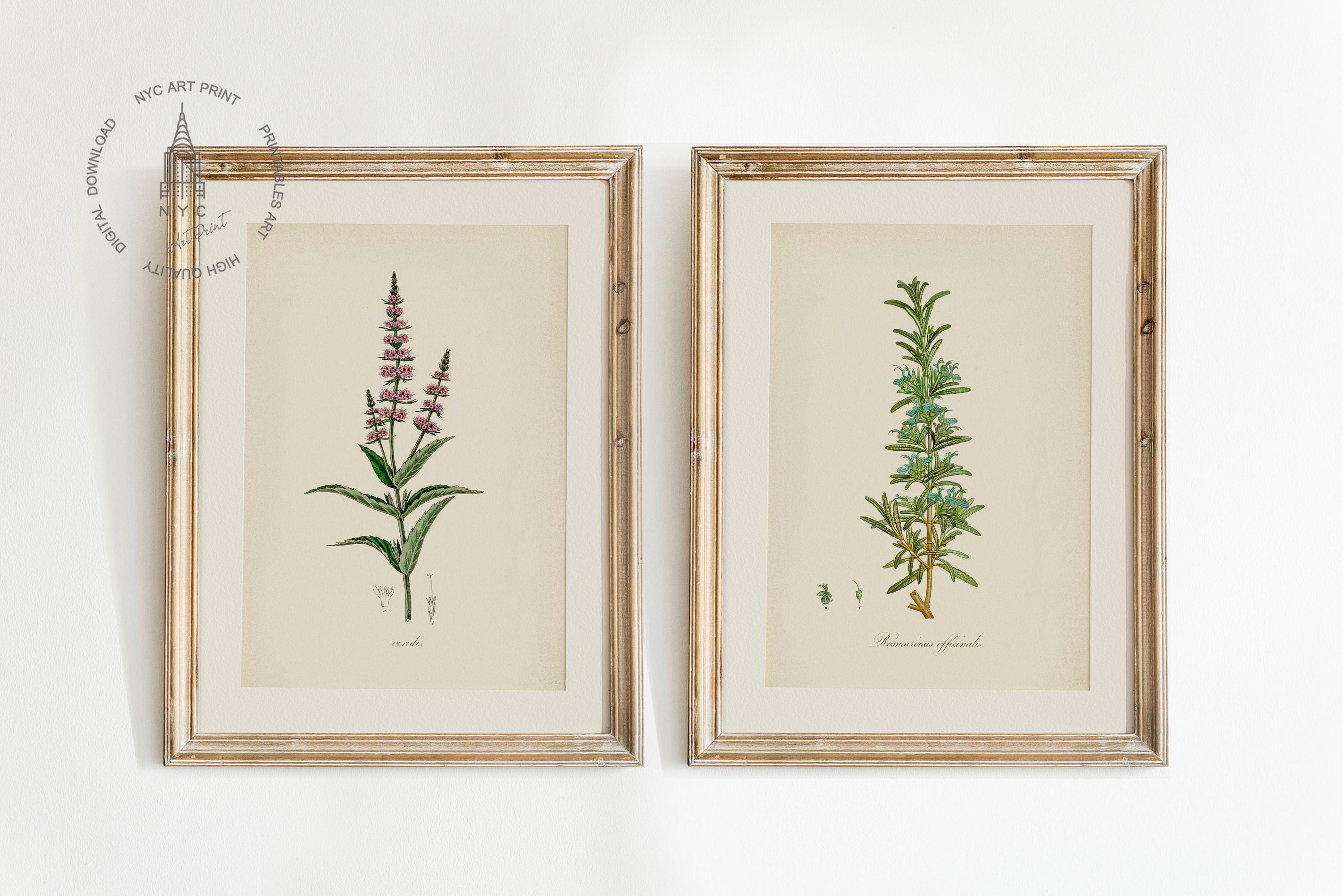 Vintage Kitchen Herbs Gallery Wall Set of 12, Botanical Prints, Herbs ...