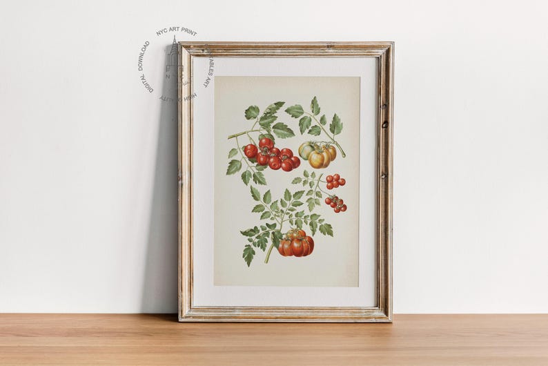 Vintage Tomato Print, Tomato Printable Wall Art, Tomato Print, Fruits ...