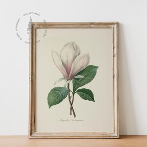 Vintage Magnolia Print, Vintage Botanical Print, Antique Magnolia ...
