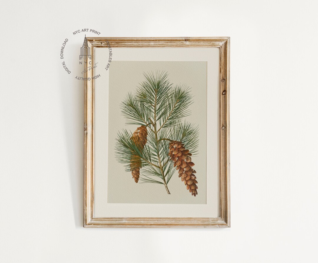 White Pine Print, Vintage Conifer Cones Branch Plant, Christmas Decor ...