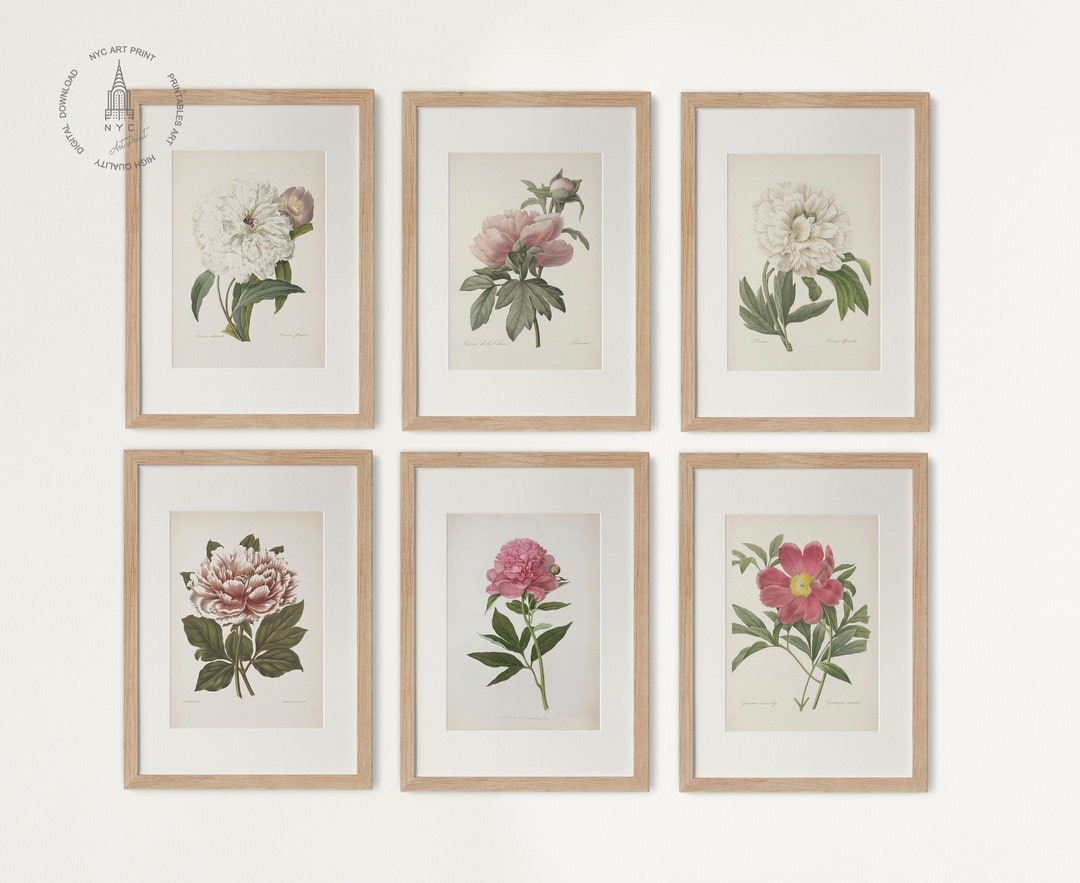 Peony Print Set of 6, Peony Wall Decor, Vintage Botanical Peony Flower ...