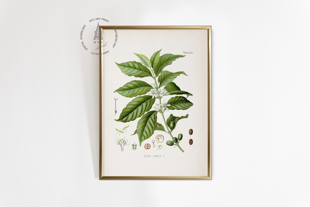Vintage Coffee Botanical Print, Coffee Wall Art, Coffee Decor, Arabian ...