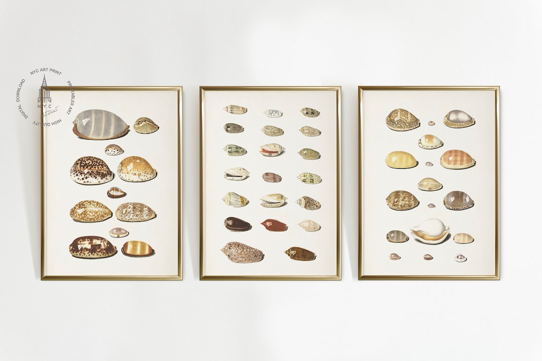 Vintage Seashell Art Print Set of 3, Seashell Prints, Tropical Shells ...