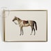 Vintage Horse Gallery Wall Set of 9, Horse Prints, Horse Painting ...