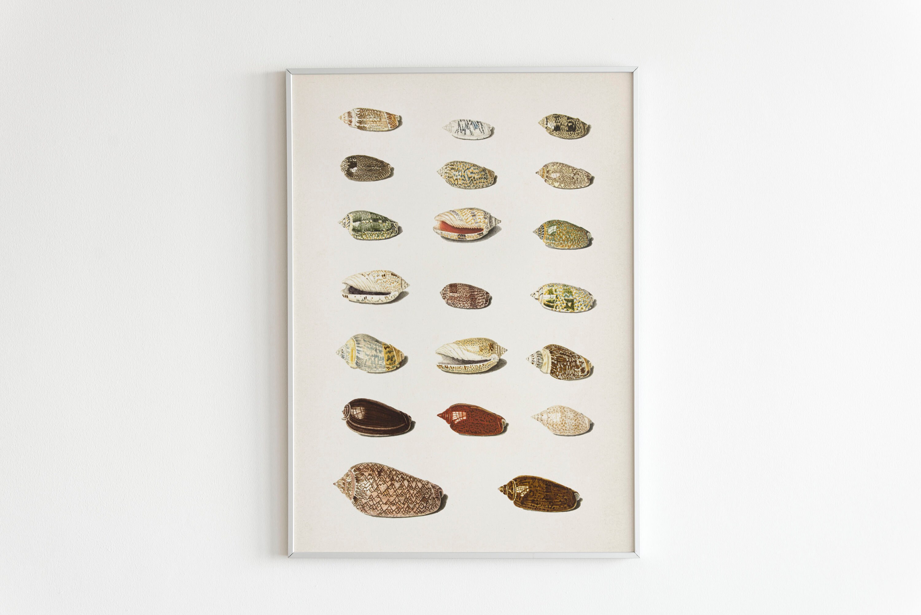 Vintage Seashell Art Print Set of 3, Seashell Prints, Tropical Shells ...