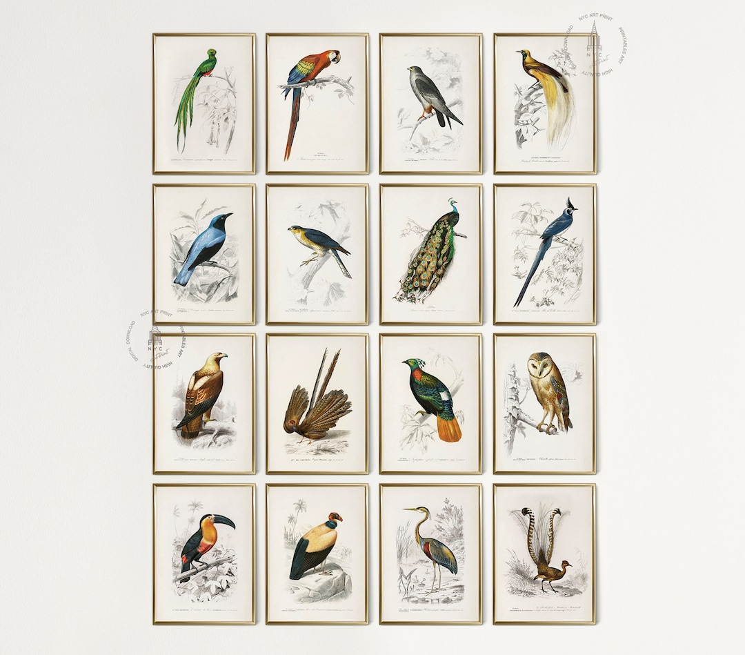 Set of 16 Vintage Birds Prints, Vintage Birds Painting, Different Types ...
