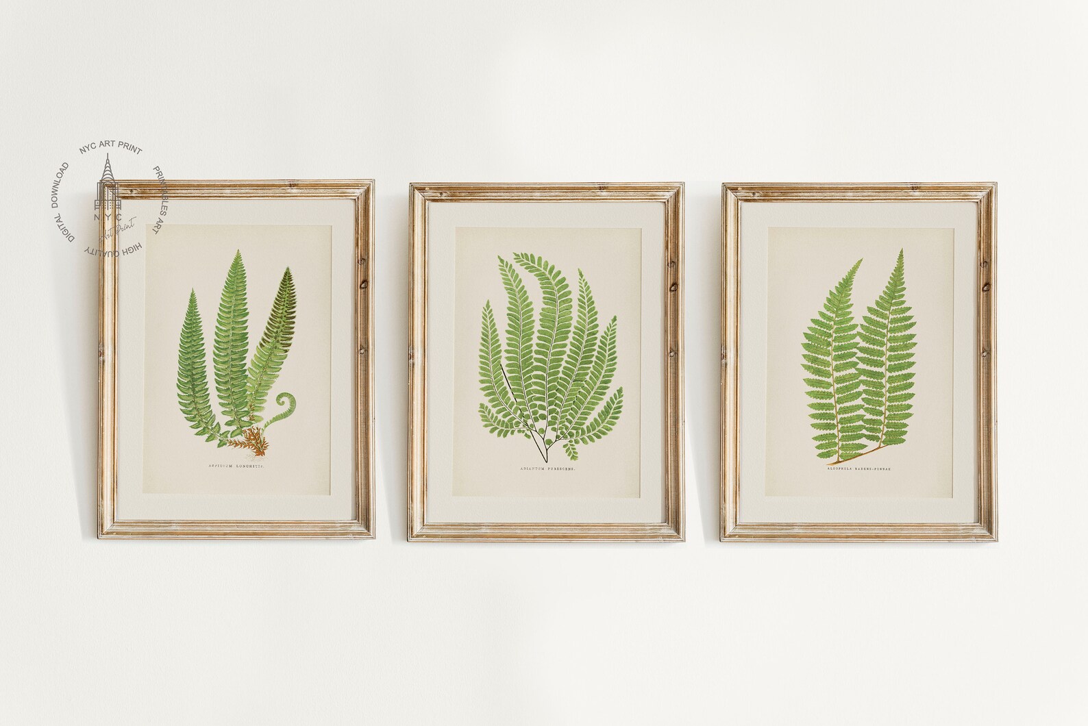 Vintage Ferns Botanical Prints, Set of 12, Gallery Wall Art (digital ...