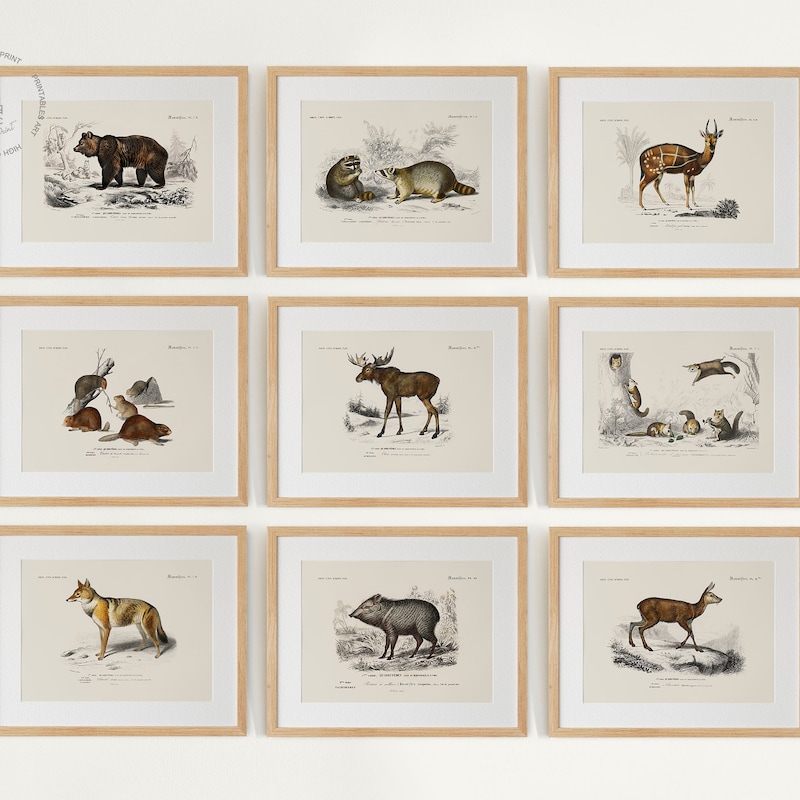 Forest Animal Prints - Etsy