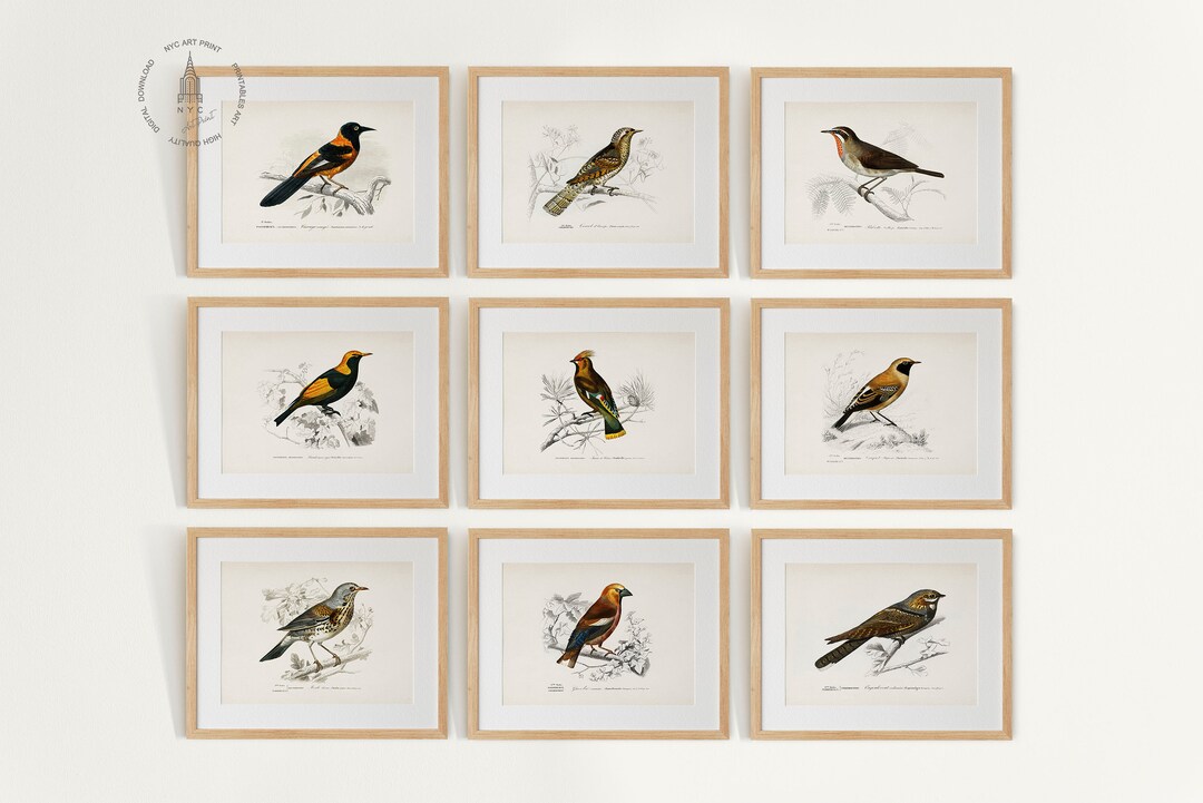 Set of 9 Vintage Birds Prints, Vintage Birds Painting, Different Types ...