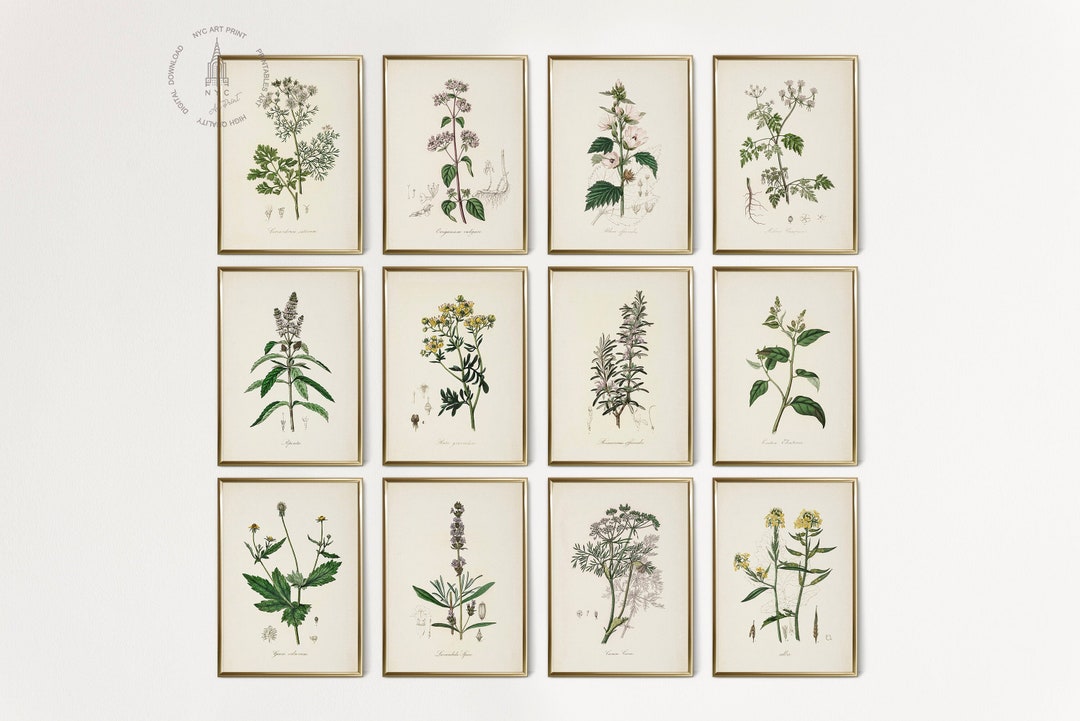 Vintage Kitchen Herbs Gallery Wall Set of 12, Botanical Prints, Herbs ...