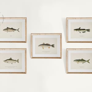 Vintage Fish Gallery Wall Set of 10, Fish Prints, Fish Painting ...