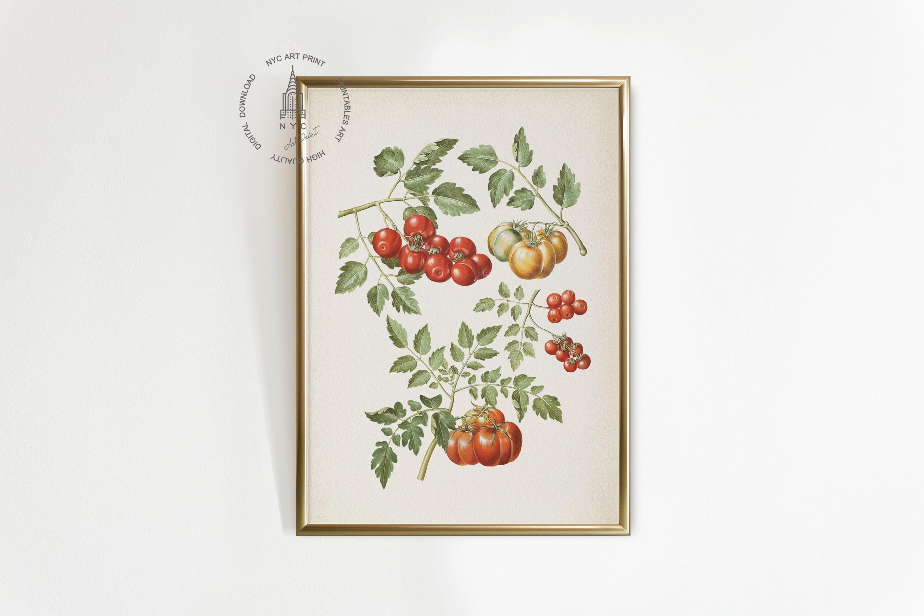 Vintage Tomato Print, Tomato Printable Wall Art, Tomato Print, Fruits ...