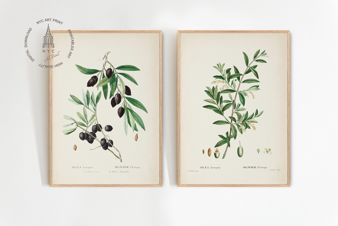 Set of 2 Vintage Olive Prints, Olive Painting, Olive Branch Print ...