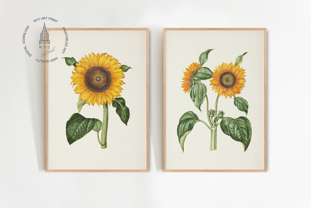 Set of 2 Vintage Sunflower Prints, Botanical Print, Antique Sunflower ...