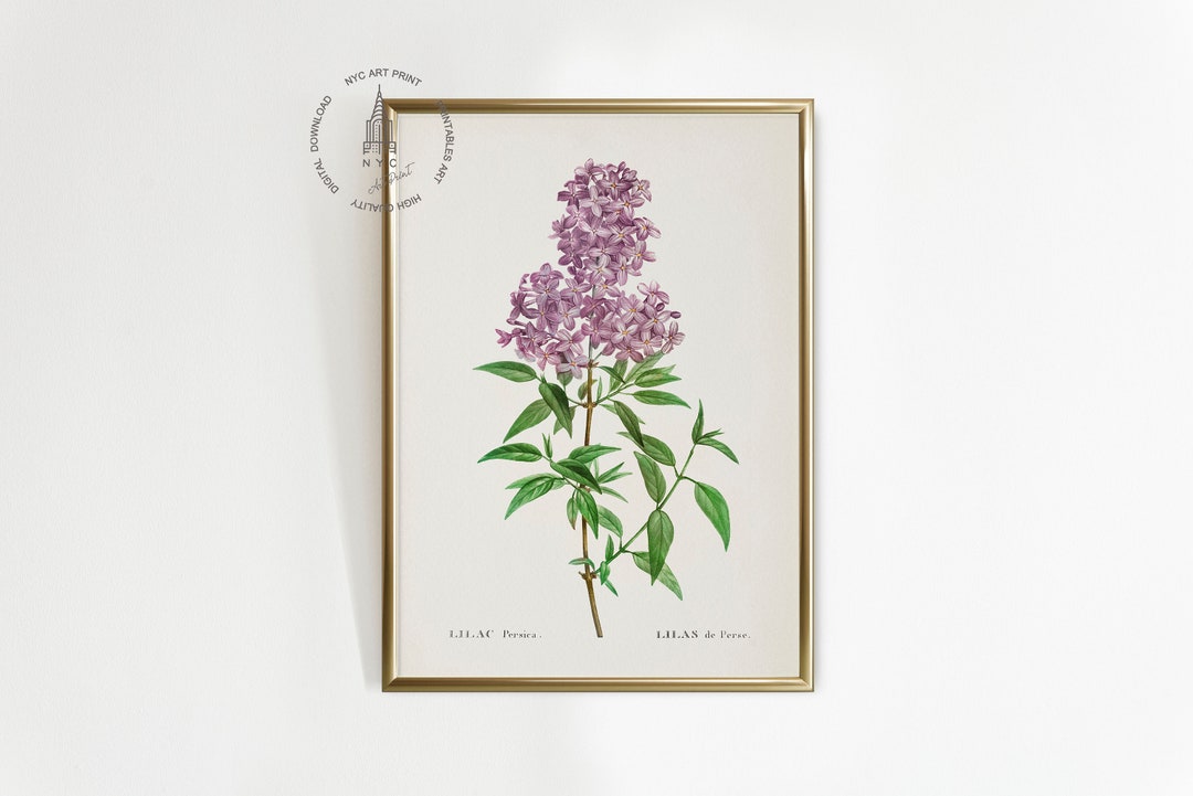 Vintage Lilac Print, Persian Lilac Painting, Spring Decor, Vintage ...