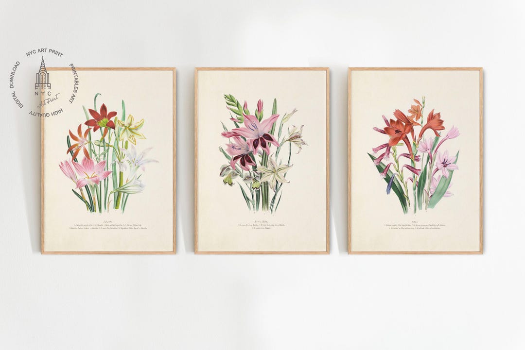 Set of 3 Lily Flower Botanical Art Prints, Vintage Flower Lily Prints ...