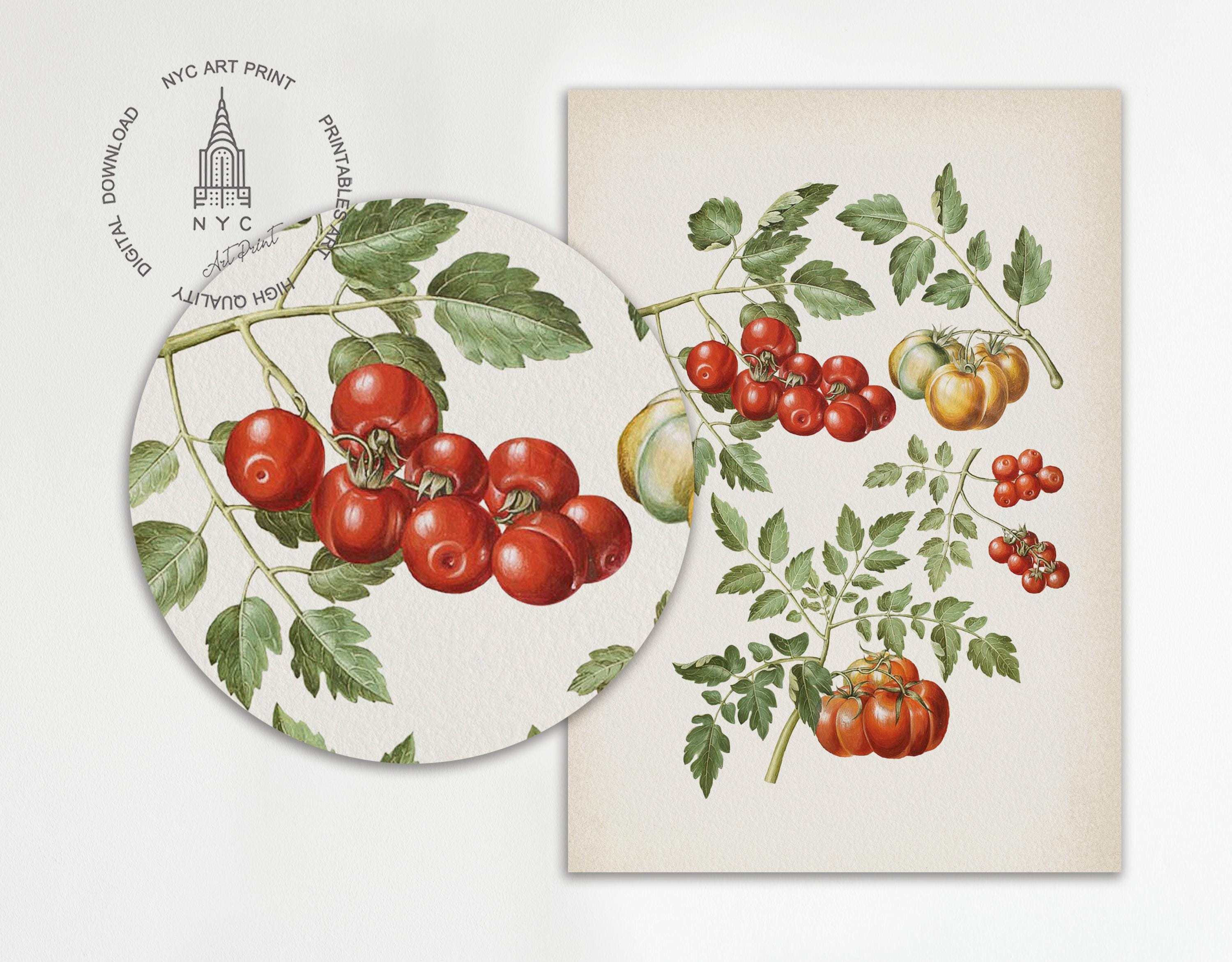 Vintage Tomato Print, Tomato Printable Wall Art, Tomato Print, Fruits ...