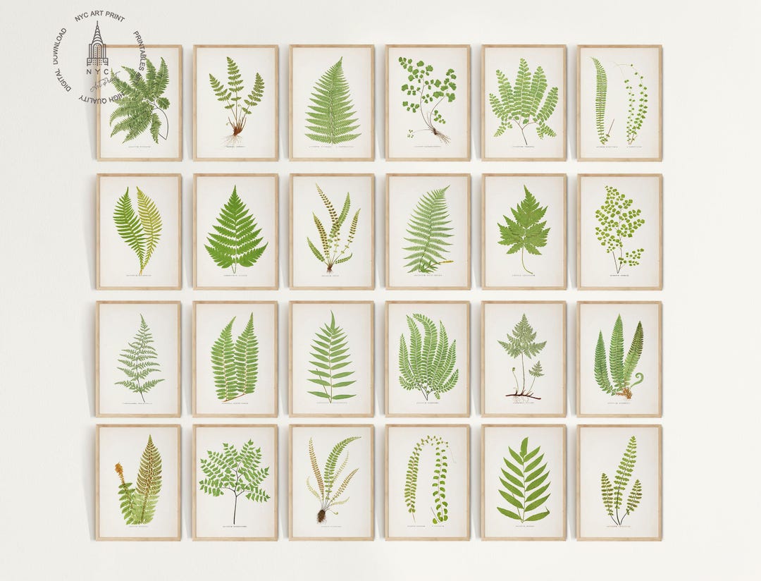 Vintage Ferns Botanical Prints Set of 24, Gallery Wall Art (digital ...