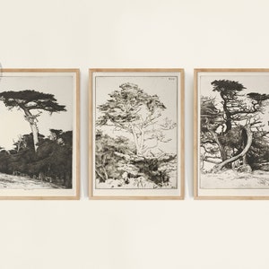 Vintage Rustic Tree Gallery Wall Set of 3, Vintage Tree Sketches ...