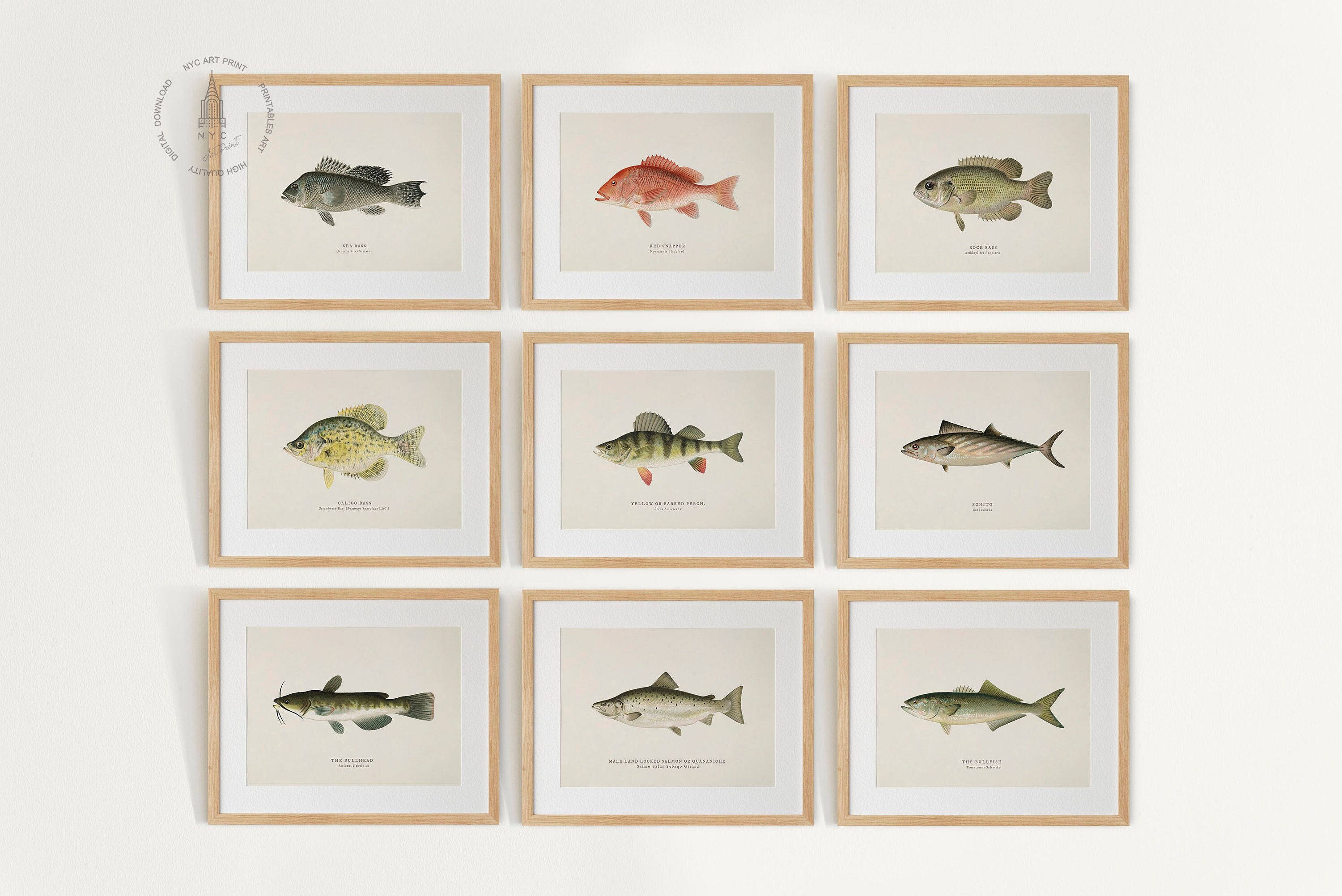 Vintage Fish Gallery Wall Set of 10, Fish Prints, Fish Painting ...