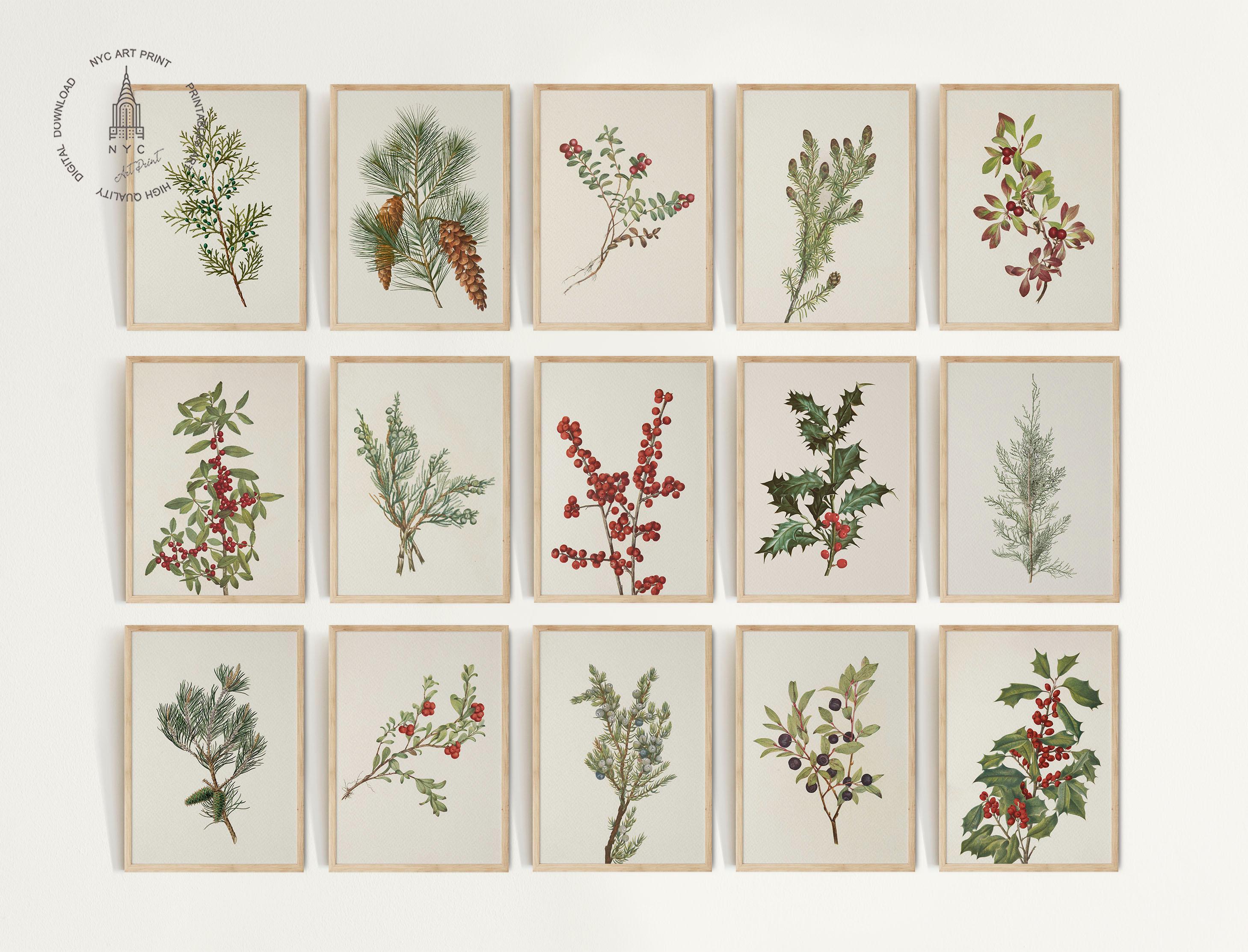 Winter Botanical Prints Gallery Wall Set of 16, Pine Tree Branch ...