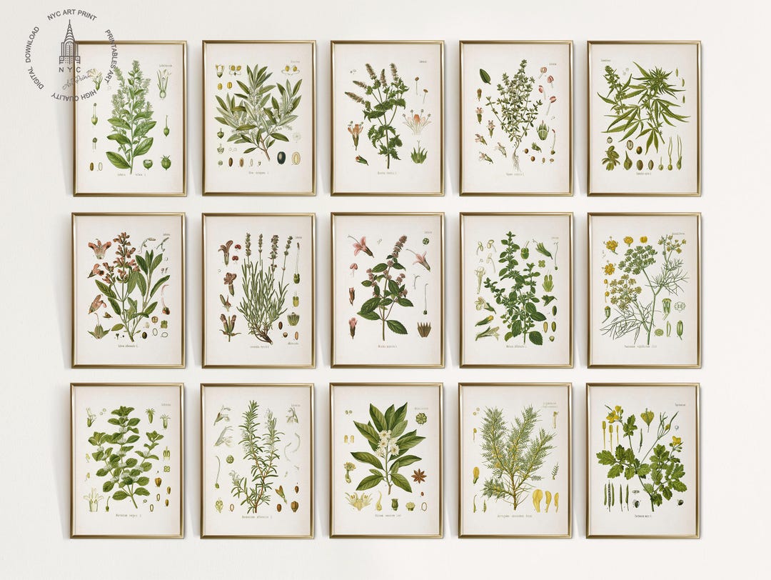 Vintage Kitchen Herbs Gallery Wall Set of 15, Botanical Prints, Herbs ...