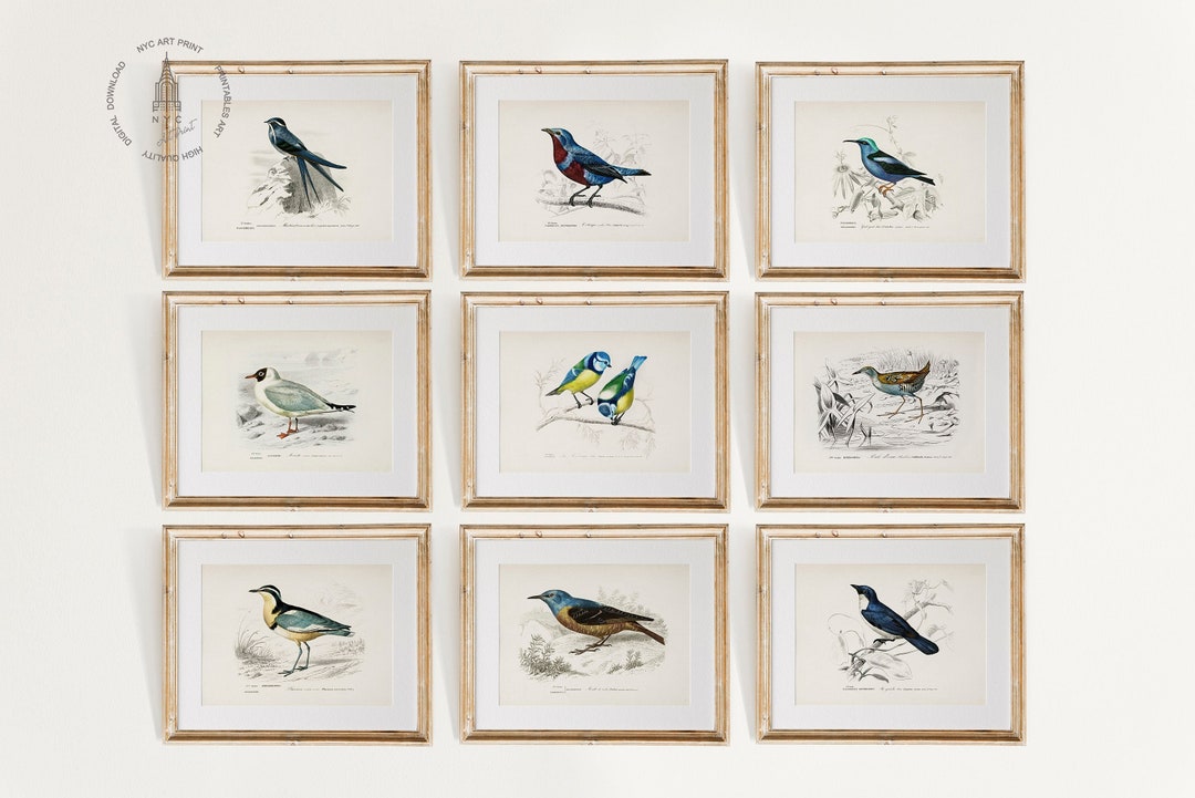 Set of 9 Vintage Birds Prints, Blue Birds Print, Different Types of ...